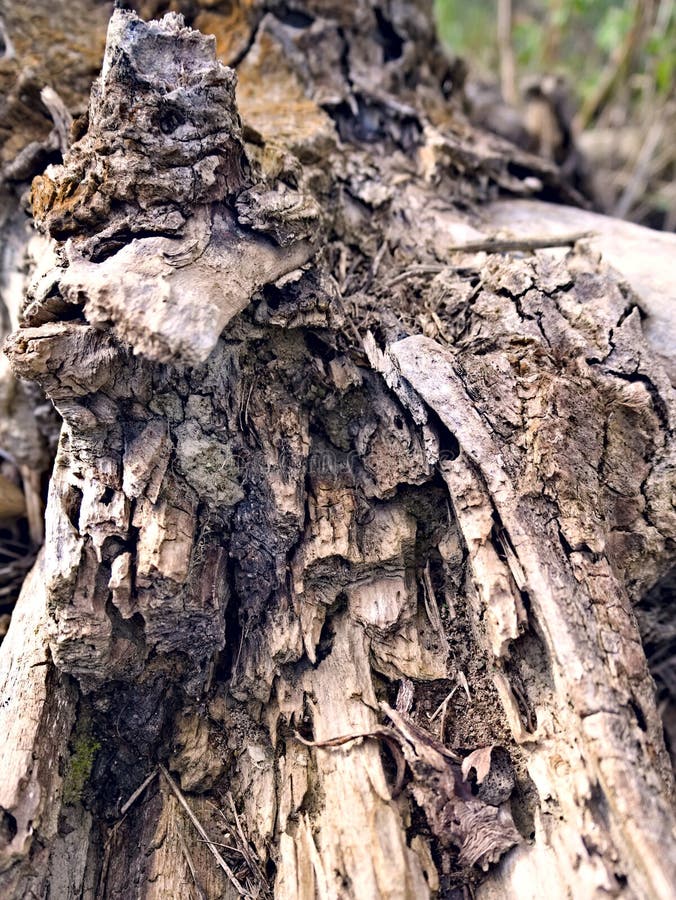 The Bark of a Dry Tree by the River Stock Image - Image of details ...