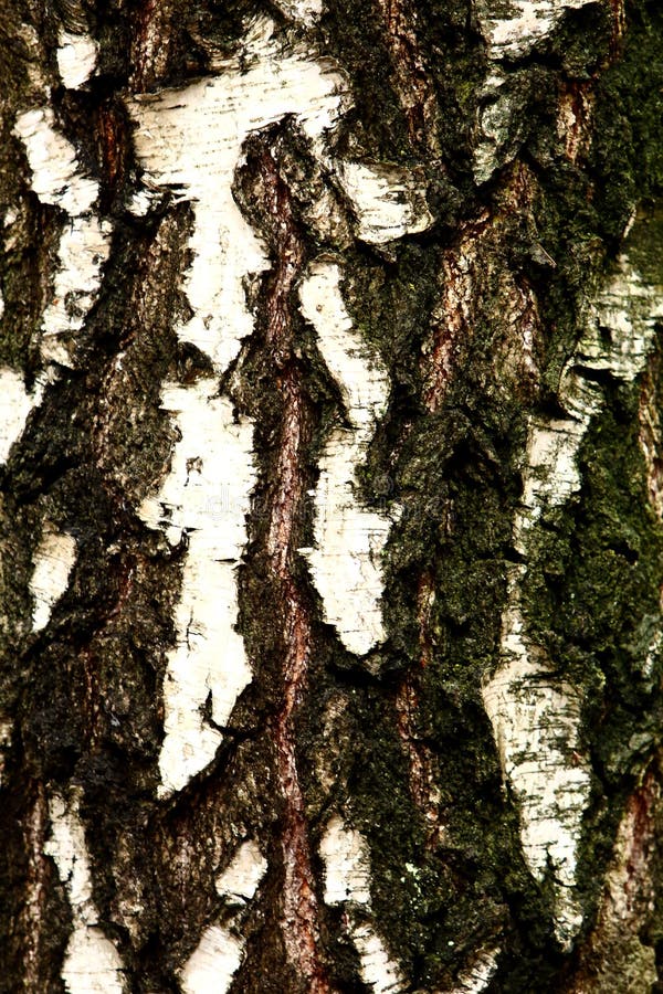 The Bark on the Tree is a Wonderful Skin that Protects the Tree by ...