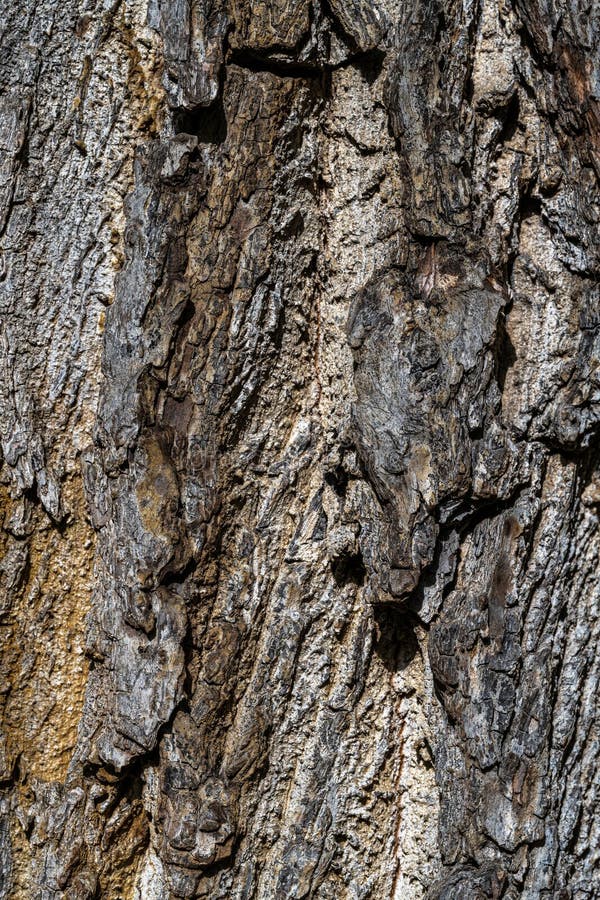 Bark of Eastern Black Walnut Stock Image - Image of closeup, aged ...