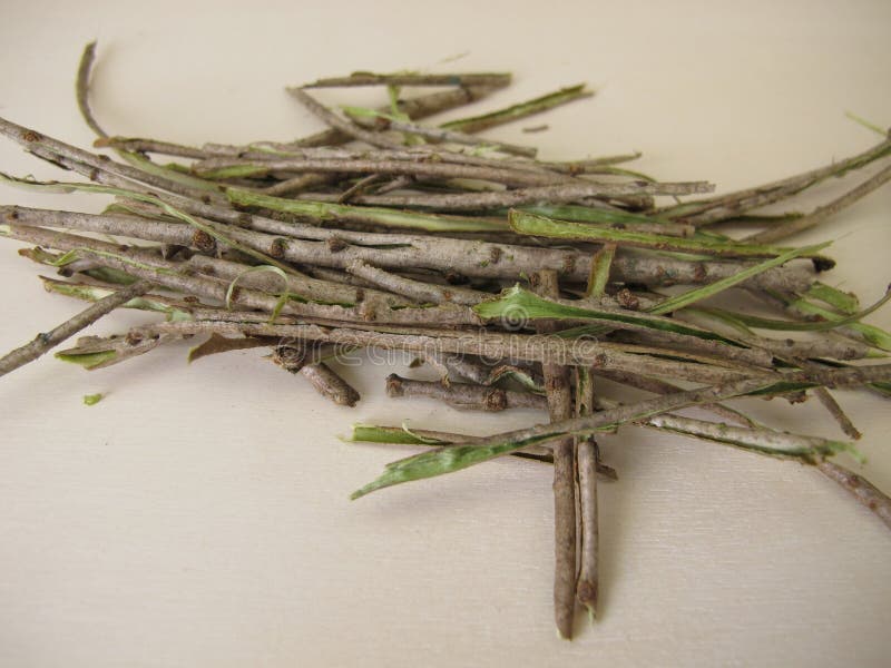 Bark from elder tree stock photo. Image of undefined - 349132934