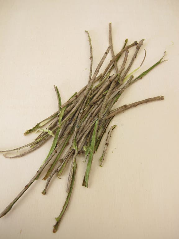 Bark from elder tree stock image. Image of cortex, black - 349132939