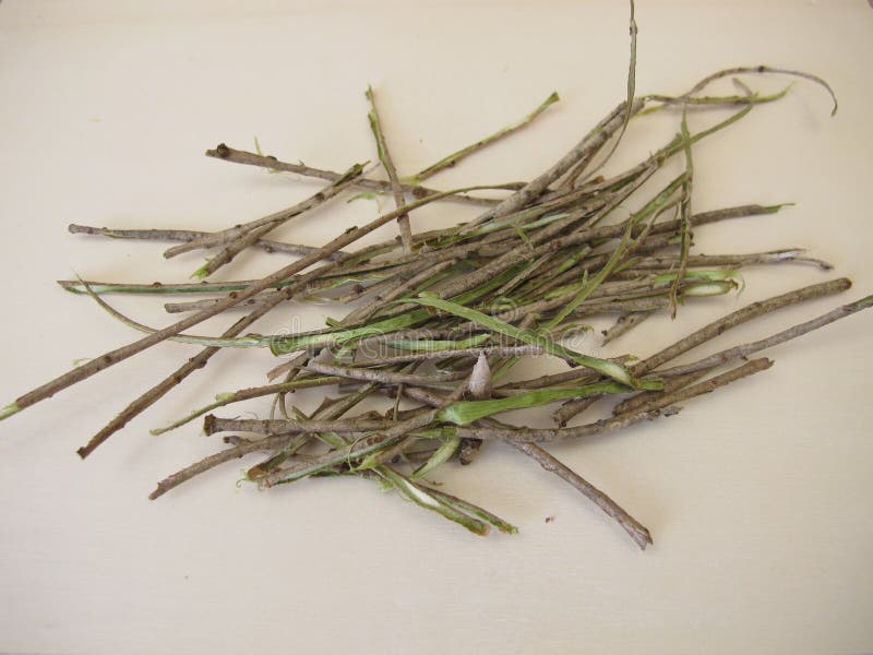 Bark from elder tree stock photo. Image of cortex, elderberry - 349132928