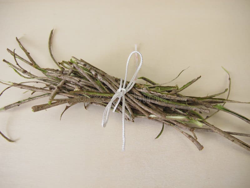 Bark from elder tree stock image. Image of ritual, bark - 349132933