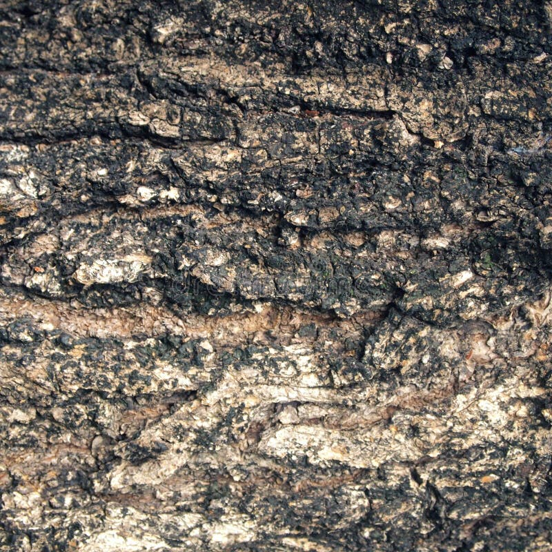 Bark of Elm. Seamless Tileable Texture Stock Image - Image of macro ...