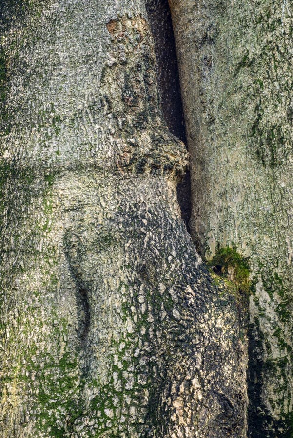 Bark of Elm. Seamless Tileable Texture. Stock Photo - Image of design ...