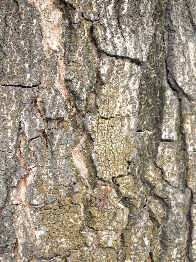 Bark of Elm. Seamless Tileable Texture Stock Image - Image of macro ...