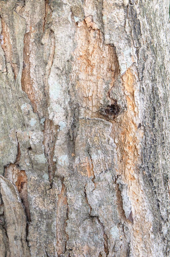 Bark of Elm. Trunk of Tree ,Seamless Tileable Background Texture Stock ...