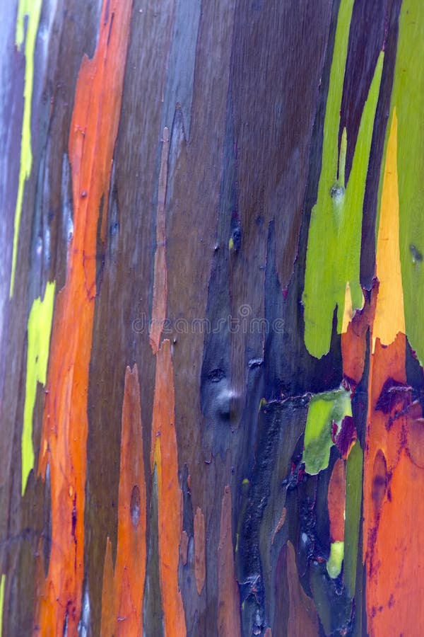 Bark of a Eucalyptus Rainbow Gum Tree Stock Image - Image of eucalyptus ...