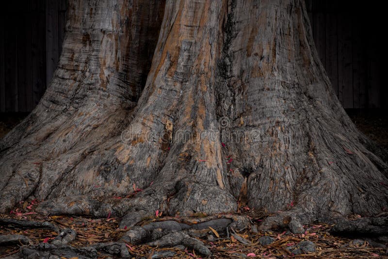 344 Eucalyptus Roots Stock Photos - Free & Royalty-Free Stock Photos ...