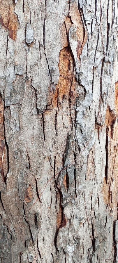 Bark stock photo. Image of branch, plant, tree, deciduous - 375552592