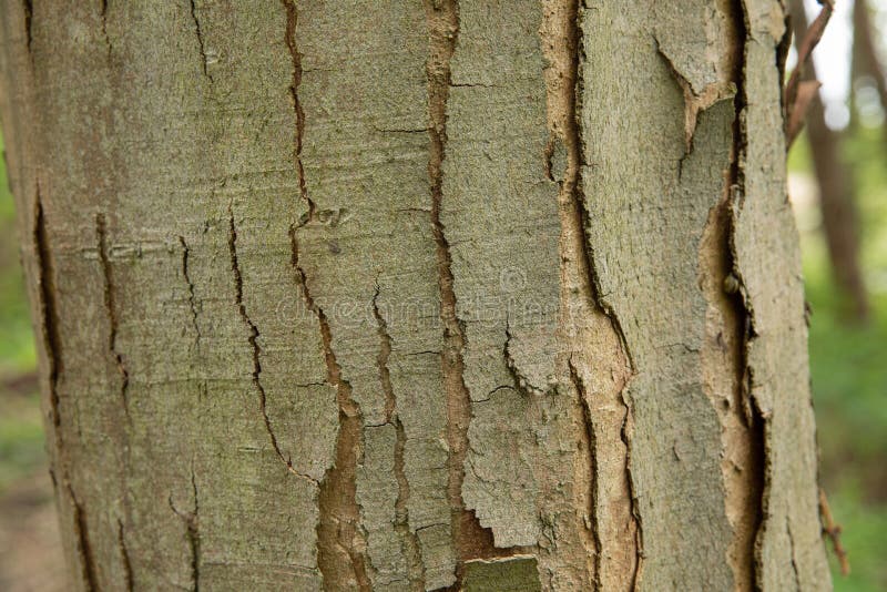 Bark falling of a tree stock photo. Image of denmark - 182019104