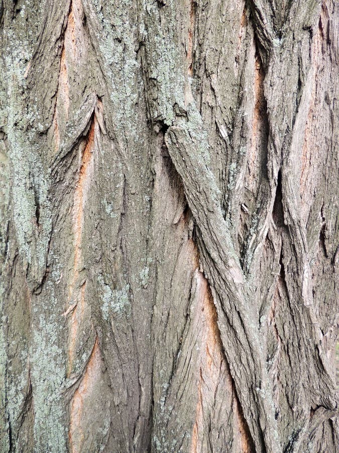 Bark on False Acacia (Robinia Pseudoacacia) Stock Image - Image of ...