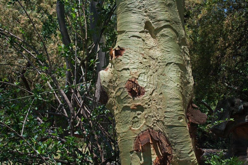 Bark of fever tree stock photo. Image of beauty, vegetation - 93966612
