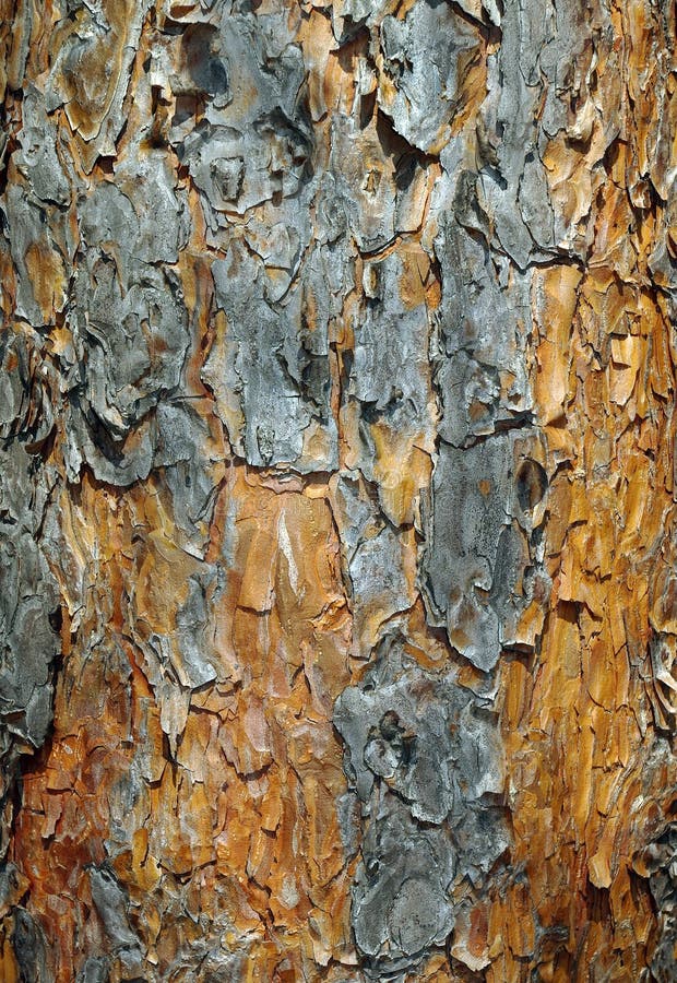 Bark of a Fir Tree texture stock image. Image of texture - 229647431