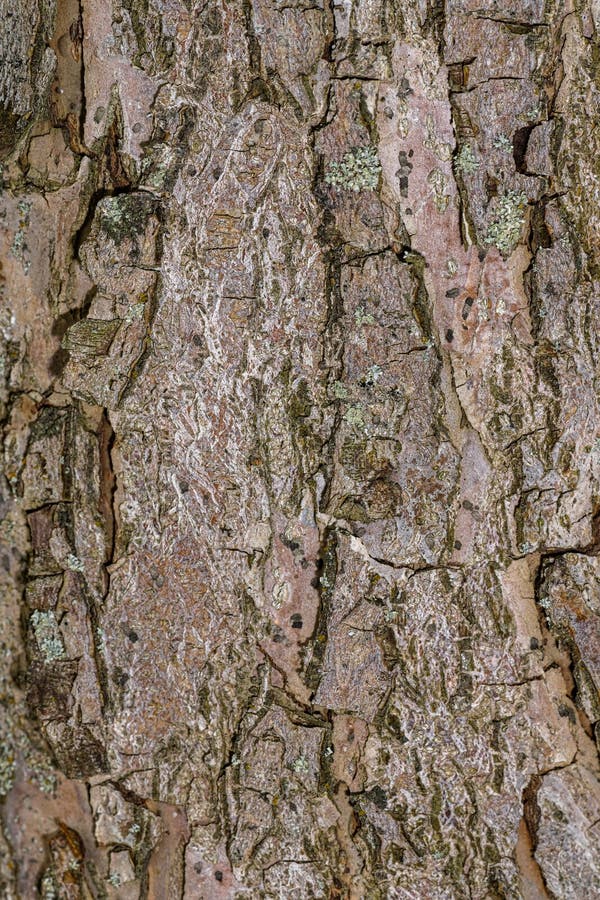 Bark of Flowering Crabapple Stock Photo - Image of spring, green: 202198648