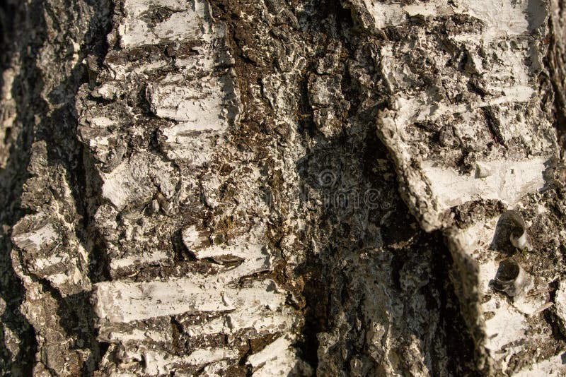 The Bark of Fruit Tree Cherry is Whitened with Lime, the Texture of the ...