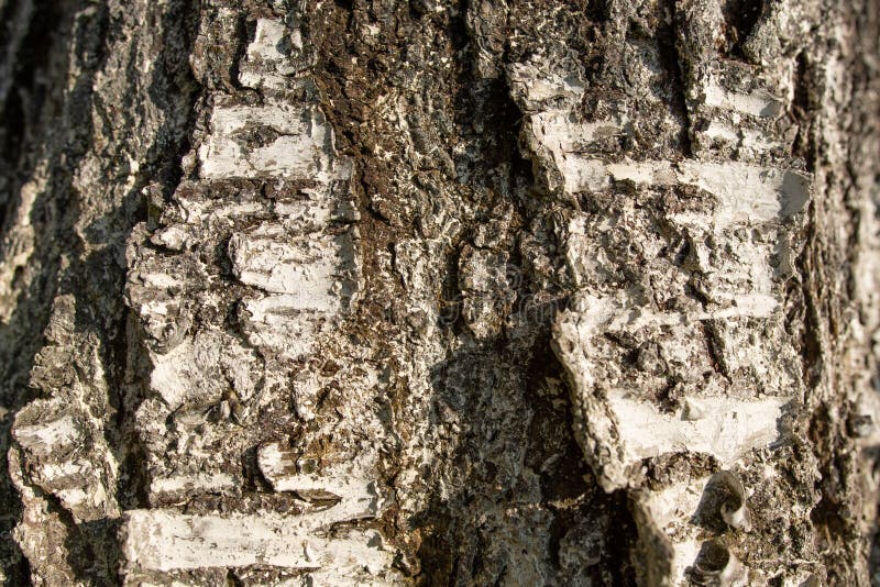 Sakura bark texture stock image. Image of closeup, branch - 68782951
