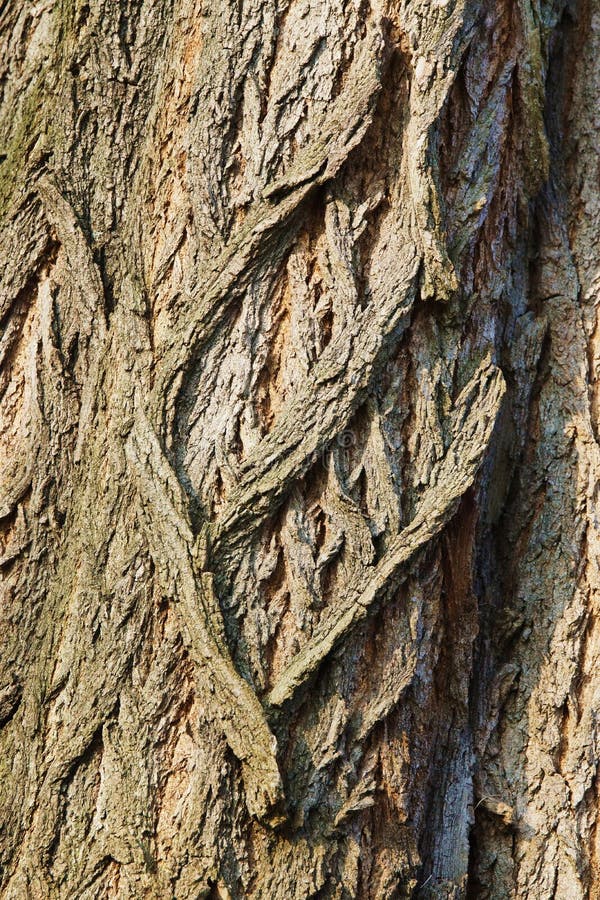 Bark stock image. Image of branch, bark, surface, thick - 38736239