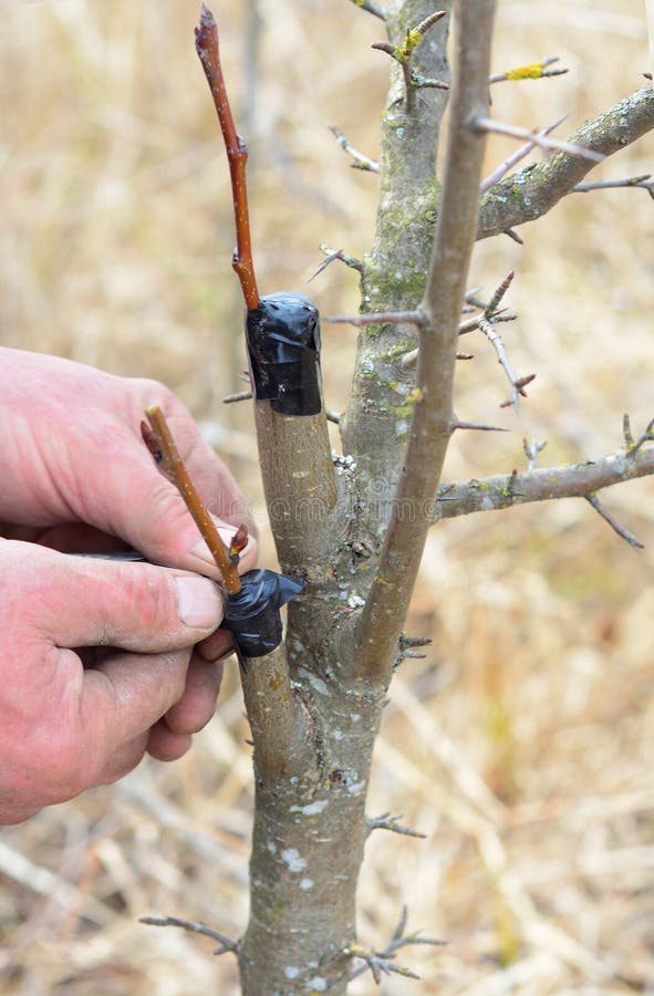 Bark Grafting. a Gardener is Grafting a Fruit Tree, Pear Tree Using ...