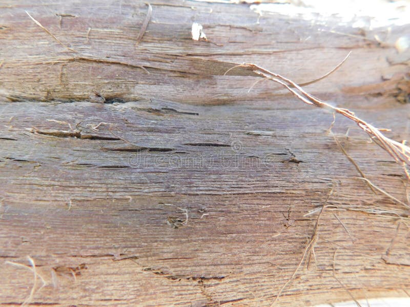 The Bark of the Grape for the Background Image Stock Image - Image of ...