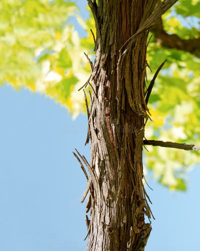Bark of a grape vine stock image. Image of tree, close - 24932059