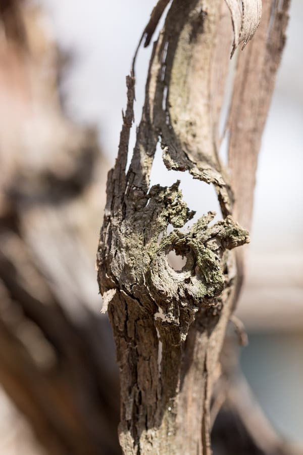Bark grapes . stock photo. Image of vine, grape, root - 100521344
