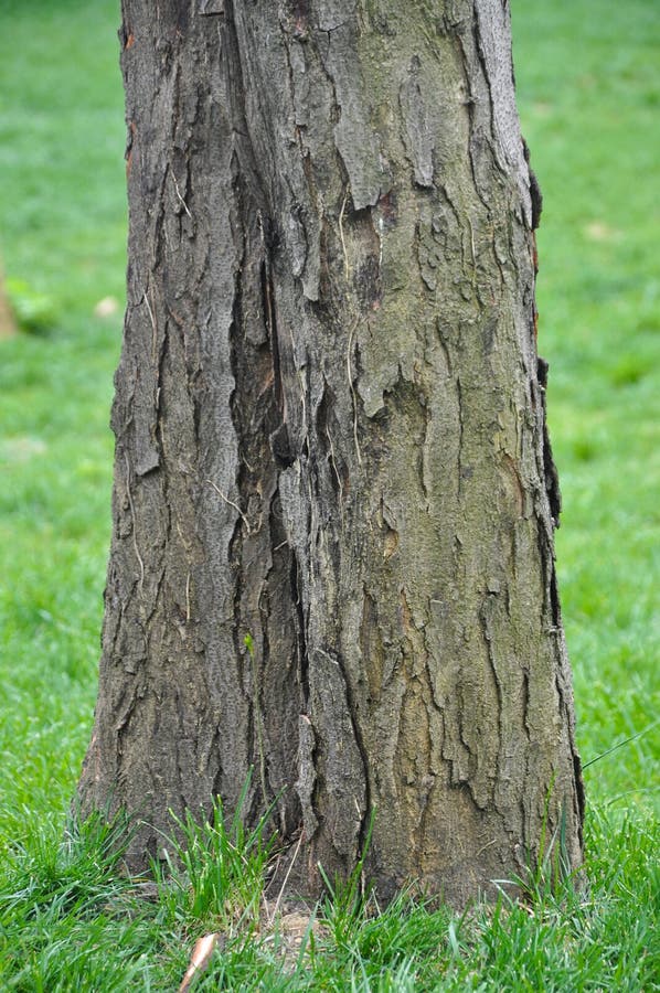 Bark and grass stock photo. Image of mouldy, plant, deteriorated - 50065400