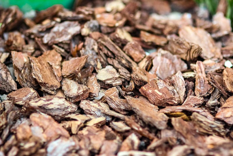 A Bark on the Ground in the Park Nature Background Stock Image - Image ...