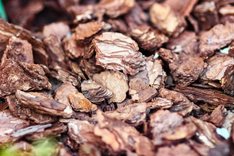 A Bark on the Ground in the Park Nature Background Stock Photo - Image ...