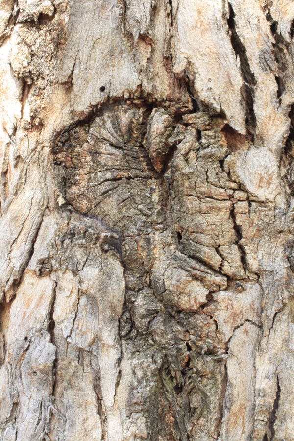 Bark gumtree stock image. Image of plant, plaint, home - 60936133