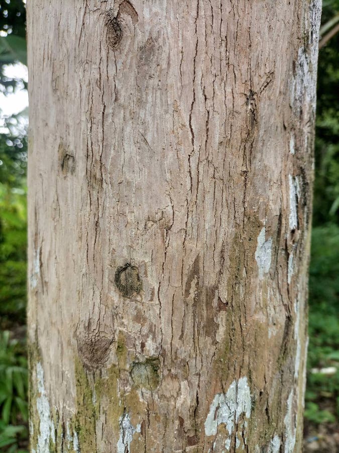 Bark has been peeled off stock image. Image of peeled - 276387327