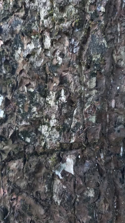 The Bark Has an Old Dark Color from Asia Stock Photo - Image of tree ...