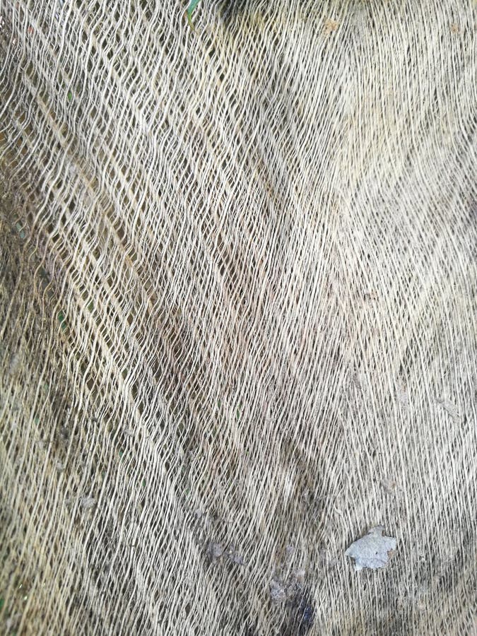 The Bark Husk of a Coconut Tree Stock Photo - Image of background ...