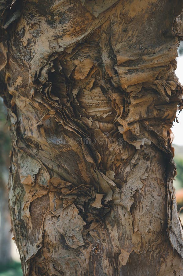 Bark, Husk, Rind, Pattern of Wood Bark Stock Image - Image of aging ...