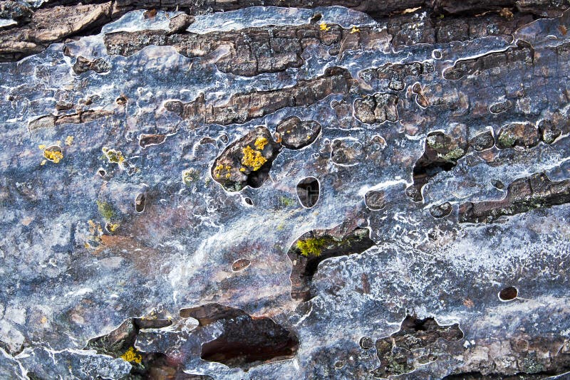 Bark and ice stock photo. Image of year, texture, background - 61904596