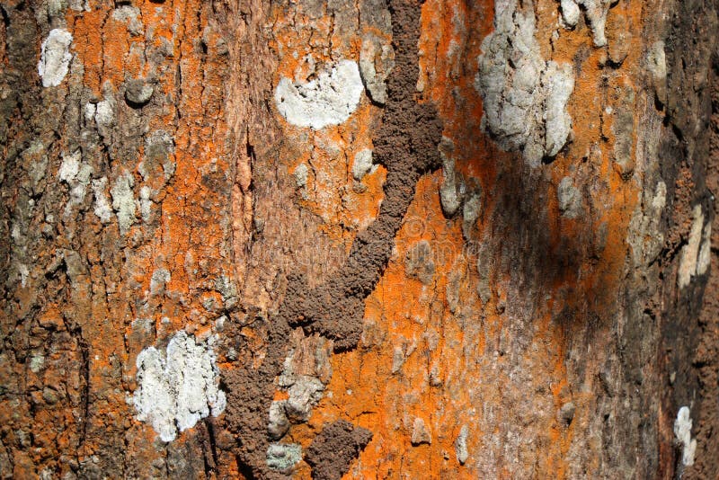 Bark of an Indian Silver Oak Tree with Sunlight, Grevillea Robusta Tree ...