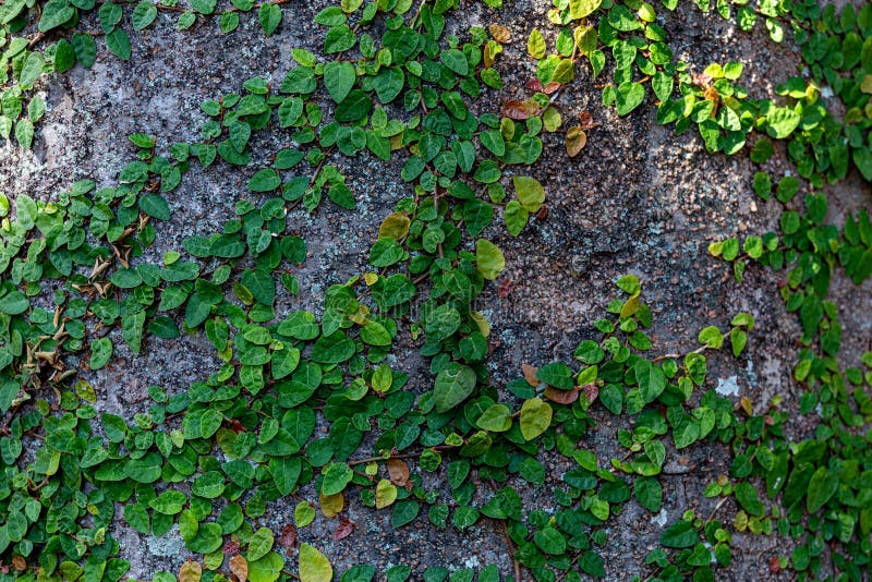 Ivy Growing Wild on a Zelkova Tree. Stock Photo - Image of natural ...