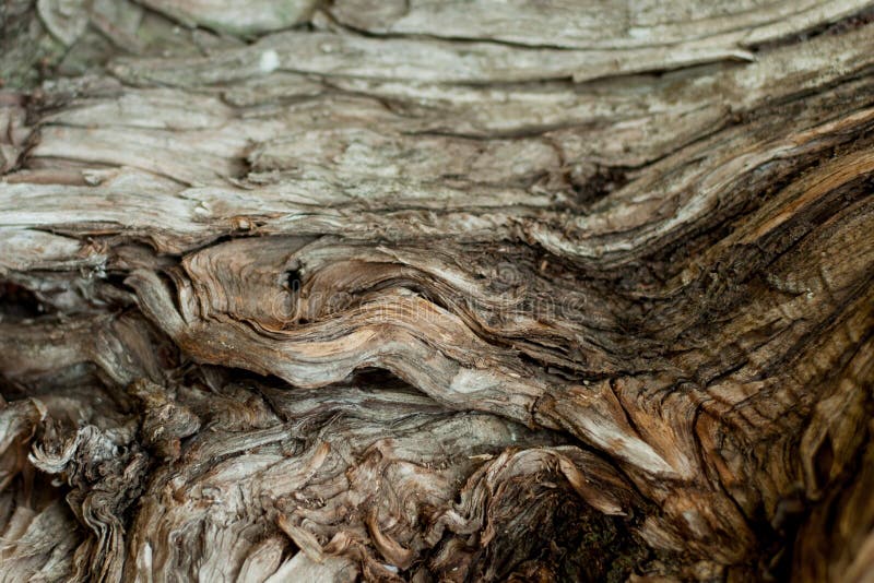 The bark juniper closeup stock image. Image of process - 72792049