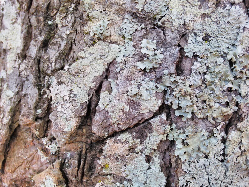Bark stock image. Image of simple, yard, life, insects - 50147903