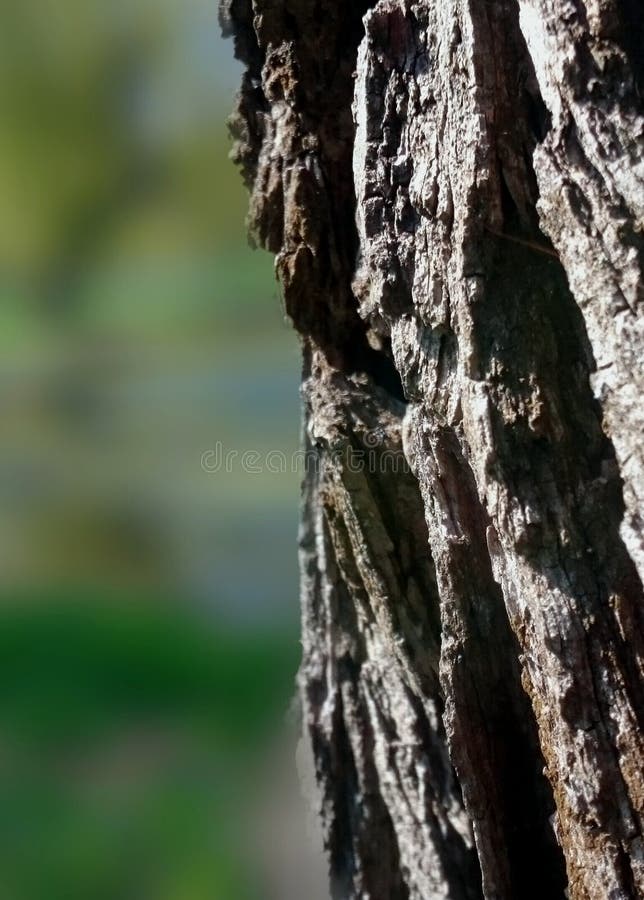 Bark stock image. Image of wild, cork, bark, tree, cortex - 83645463