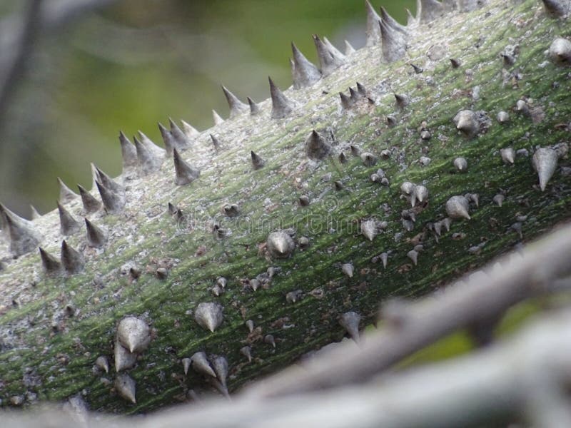 Spiny Bark of Kapok Tree. Thorn Tree of Bombax Ceiba Closeup Sharp ...