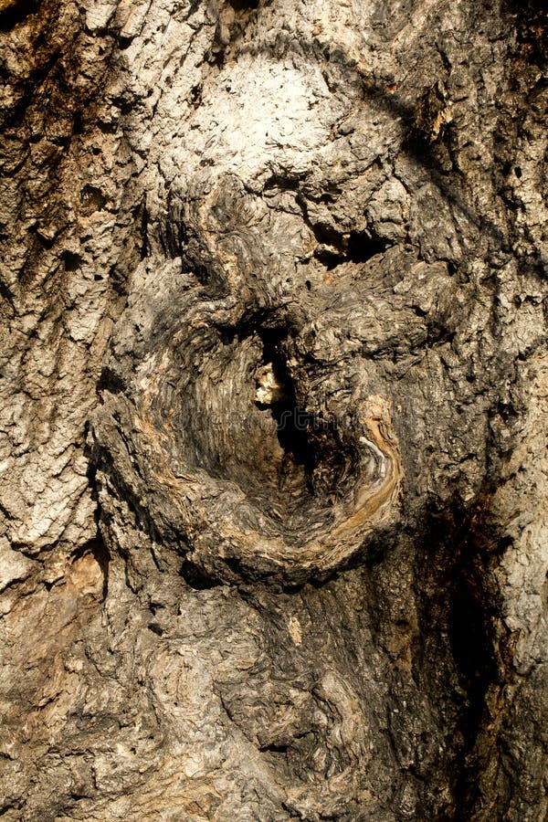 The bark of a knotty oak stock image. Image of bold - 215277173