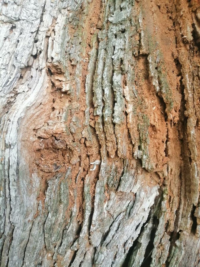 Bark of a Large Old Tree, Background Stock Image - Image of tree, large ...