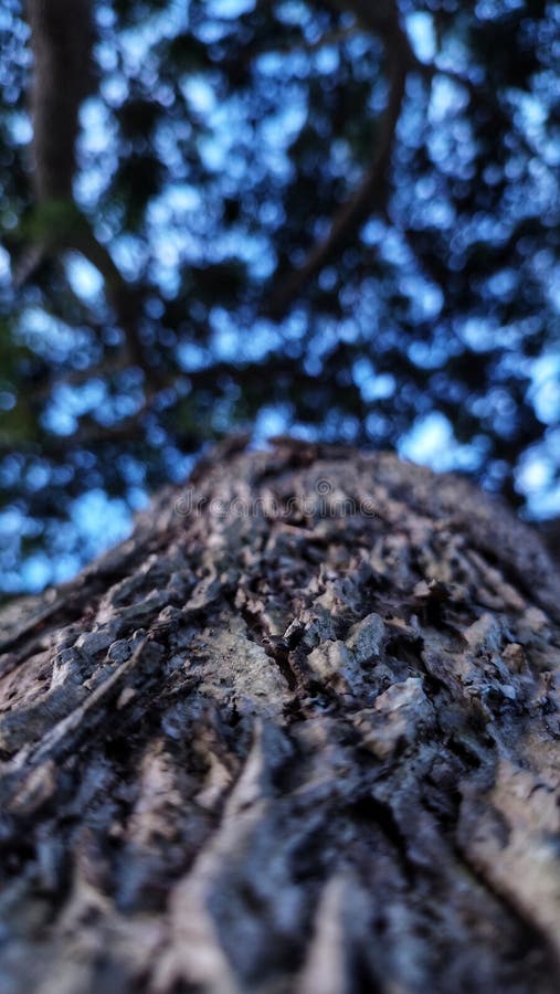 The Bark of a Large, Shady Tree Stock Image - Image of brown ...