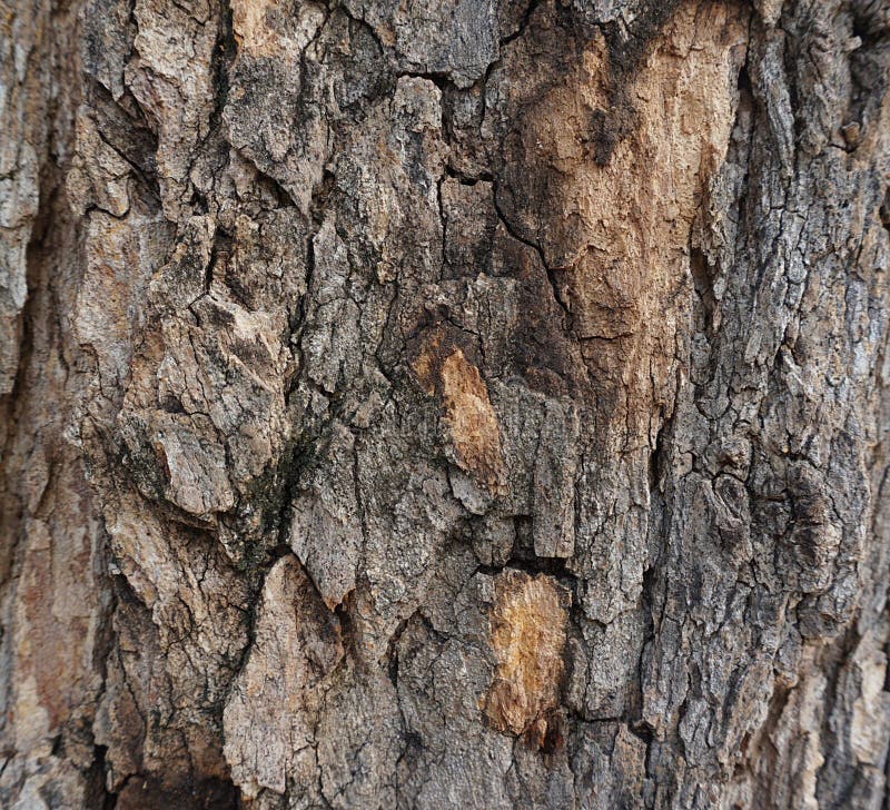 The Bark of a Large Tree with Beautiful Patterns. Stock Photo - Image ...