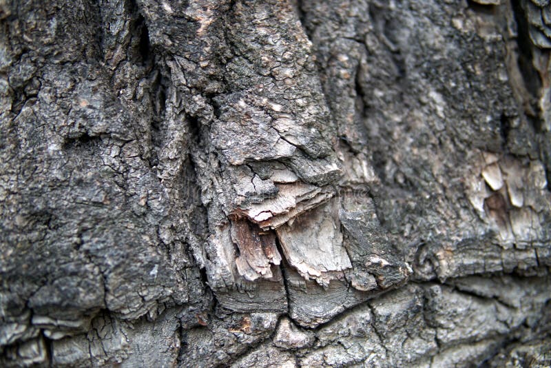 Large tree bark closeup stock photo. Image of natural - 119709448
