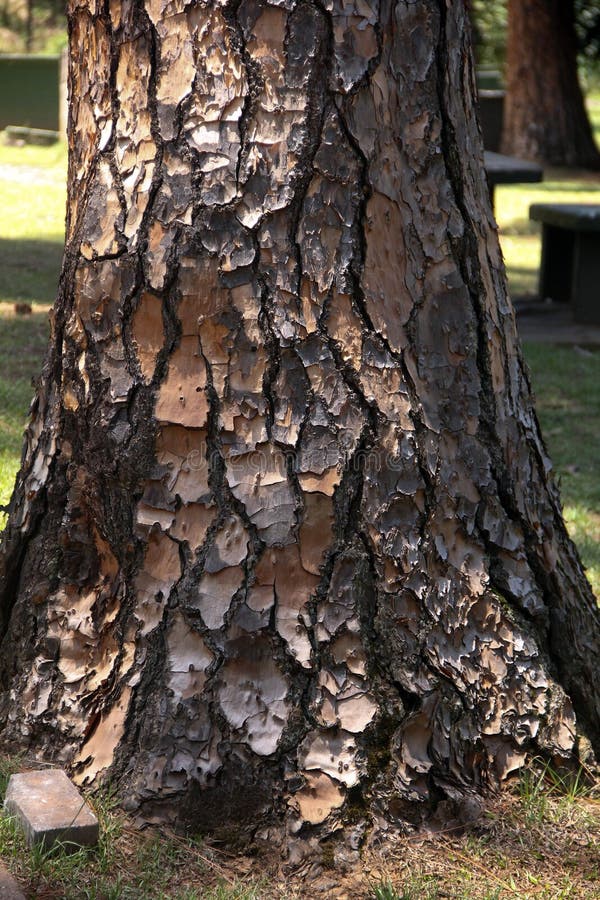 Bark of a large tree stock image. Image of brown, outdoor - 180540151