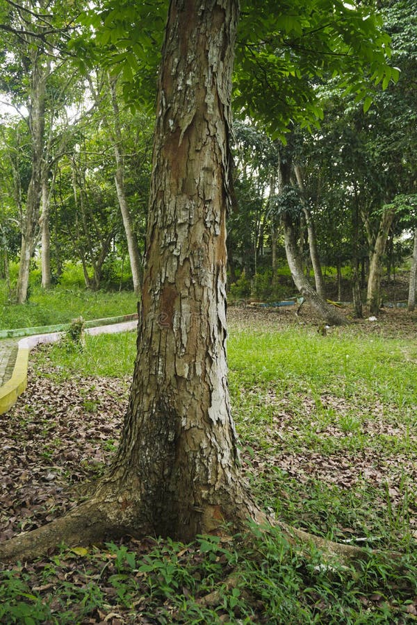 Big tree bark peeling off stock photo. Image of leaf - 251598644