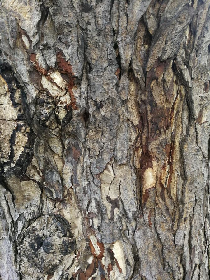 Bark from a Large Tree Trunk. Wood Grain Pattern for Use in Making ...