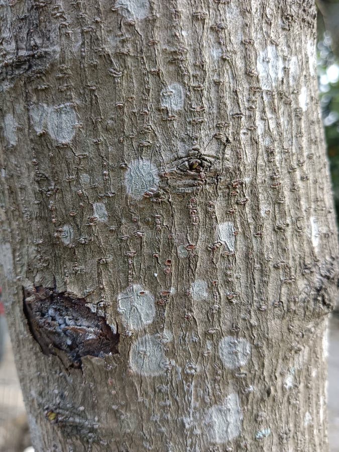 Tree skin stock image. Image of plant, winter, geology - 304149725